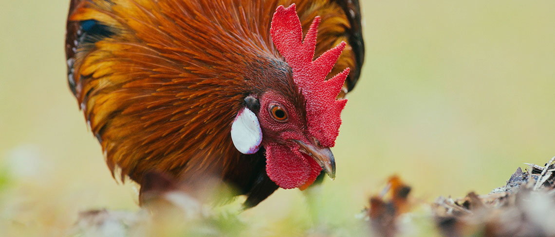 The Year of the Rooster & Why Roosters make the Best PRs | RoosterPR