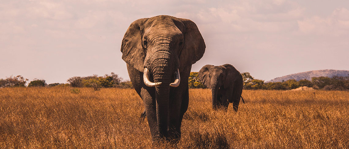 5 Things You Didn't Know About Elephants | RoosterPR