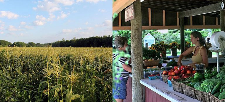 Best Farms and Orchards to visit on Long Island | RoosterPR