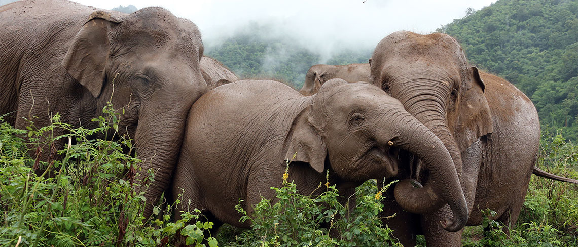 World Elephant Day: Five Meaningful Ways to See Elephants | RoosterPR
